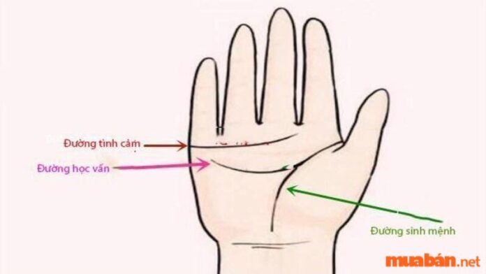 Khám phá ý nghĩa của những đường trí đạo thường gặp chi tiết